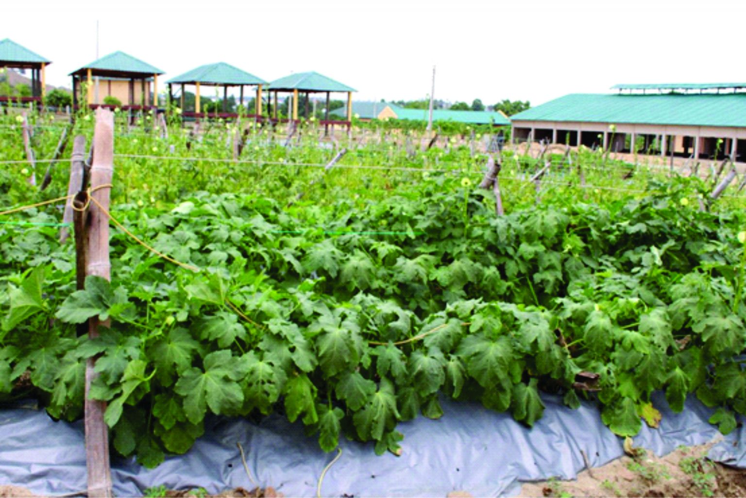 SONGHAI FARM IN MINNA: THE TEMPLATE FOR ROBUST FOOD PRODUCTION IN ...