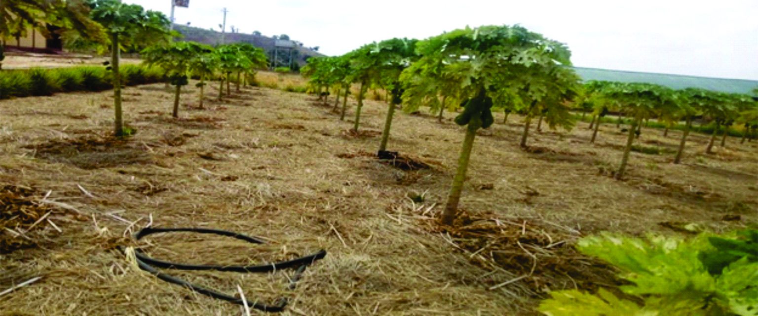 SONGHAI FARM IN MINNA: THE TEMPLATE FOR ROBUST FOOD PRODUCTION IN ...